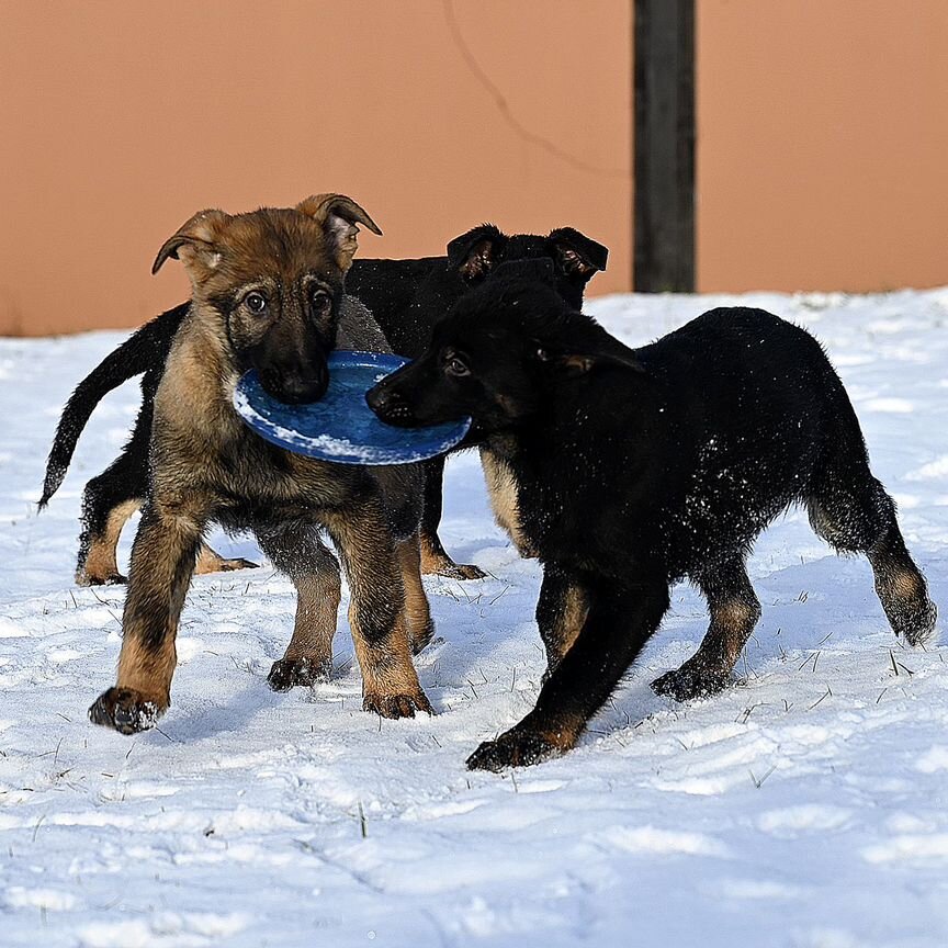 Щенки немецких овчарок рр