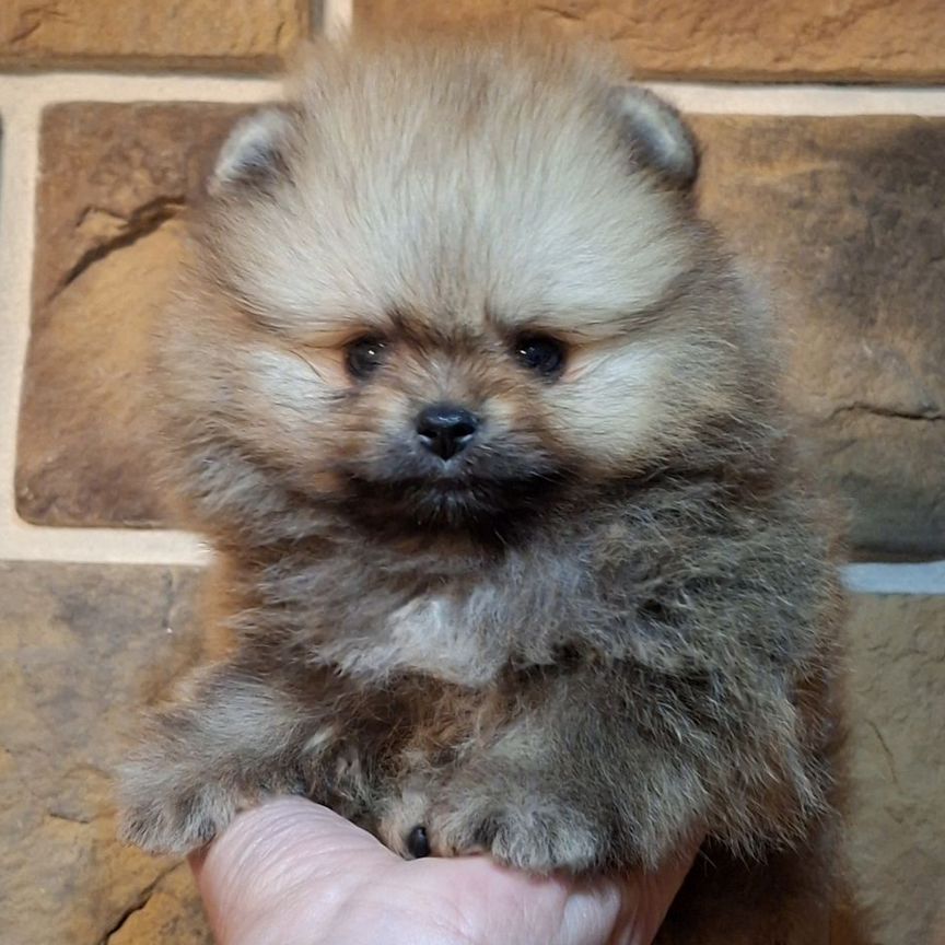 Померанский шпиц, щенок