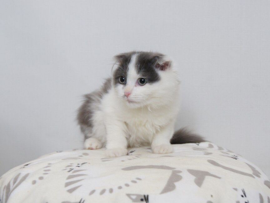 Котенок, мальчик