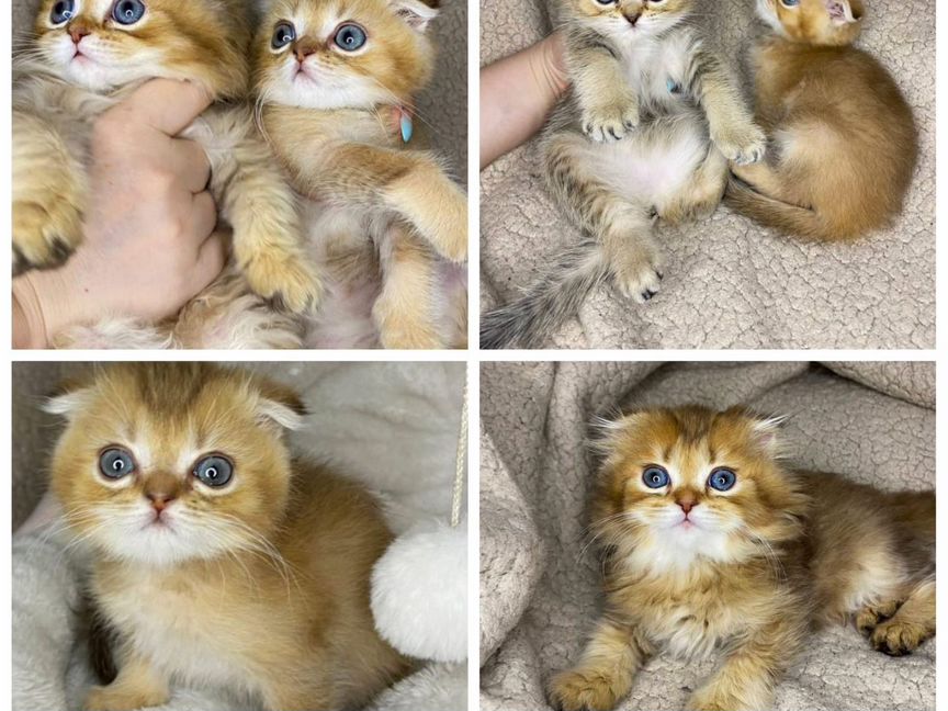 Роскошные шотландские котята