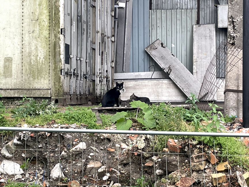Котята маленькие и кошка