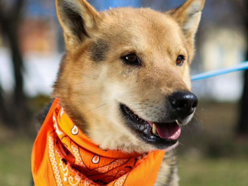 Одинокий красавец в поисках дома