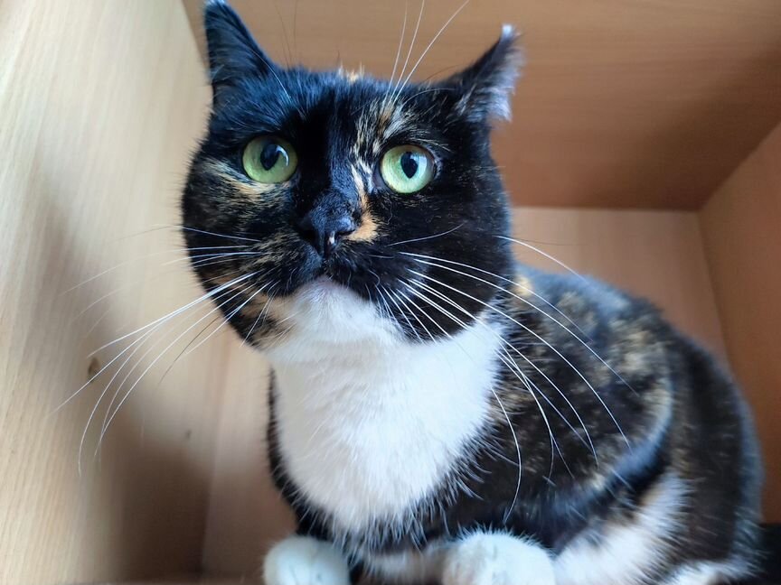 Кошки