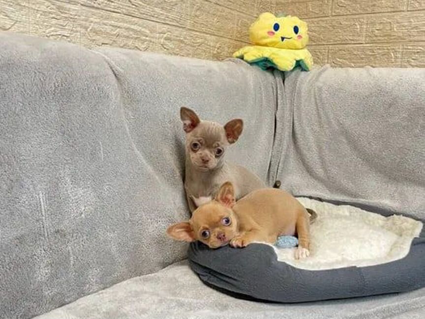 Чихуахуа щенки