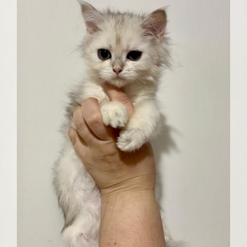 Британский длинношёрстный котёнок