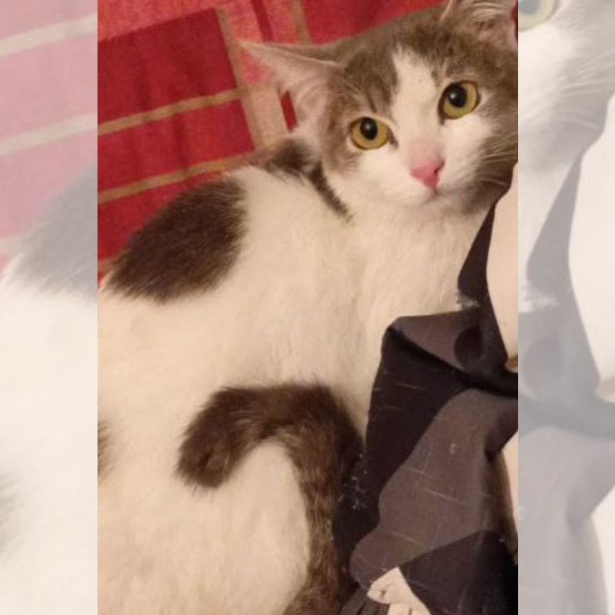 Взрослая, Девочка кошка в добрые руки