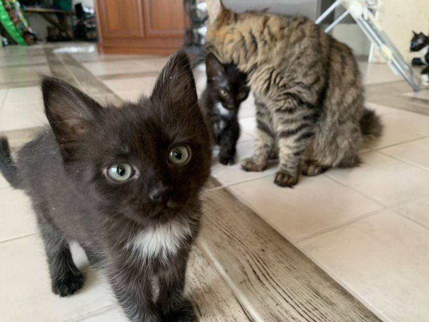 Котята 3 штуки