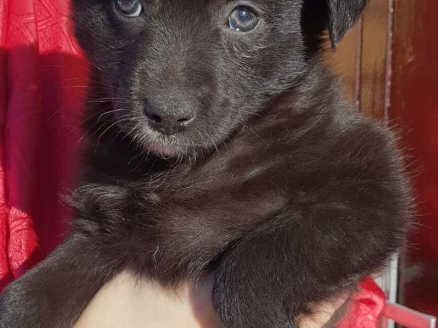 Лапочка-щенок в добрые руки