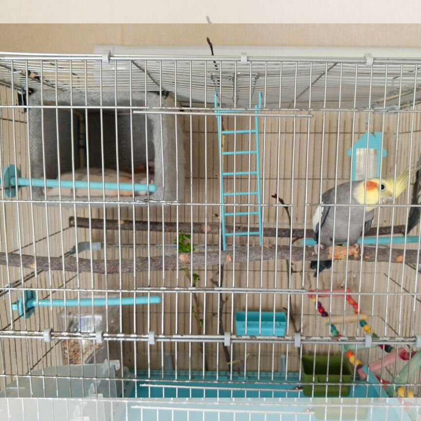 Попугай корелла