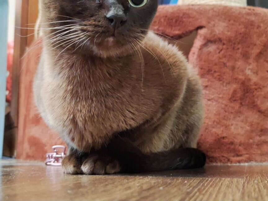 Бурманские котята