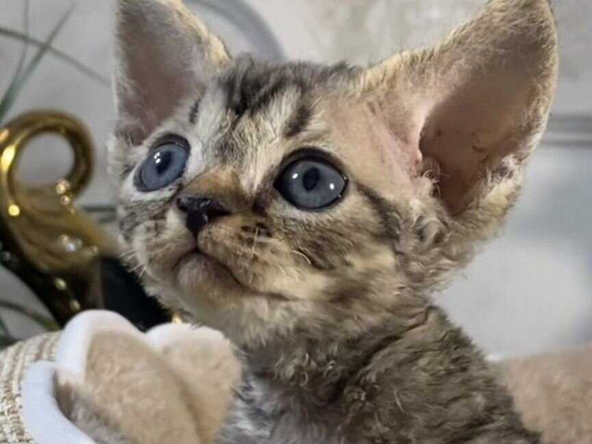 Мальчик Девон Рекс