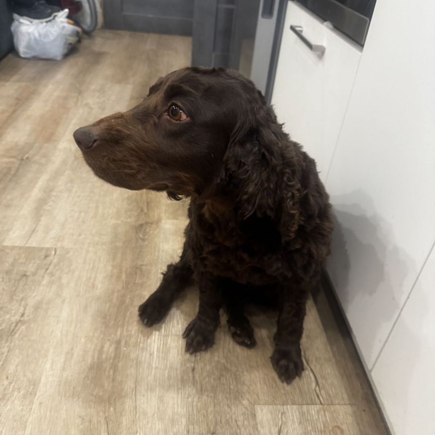 Русский охотничий спаниель, взрослый пёс