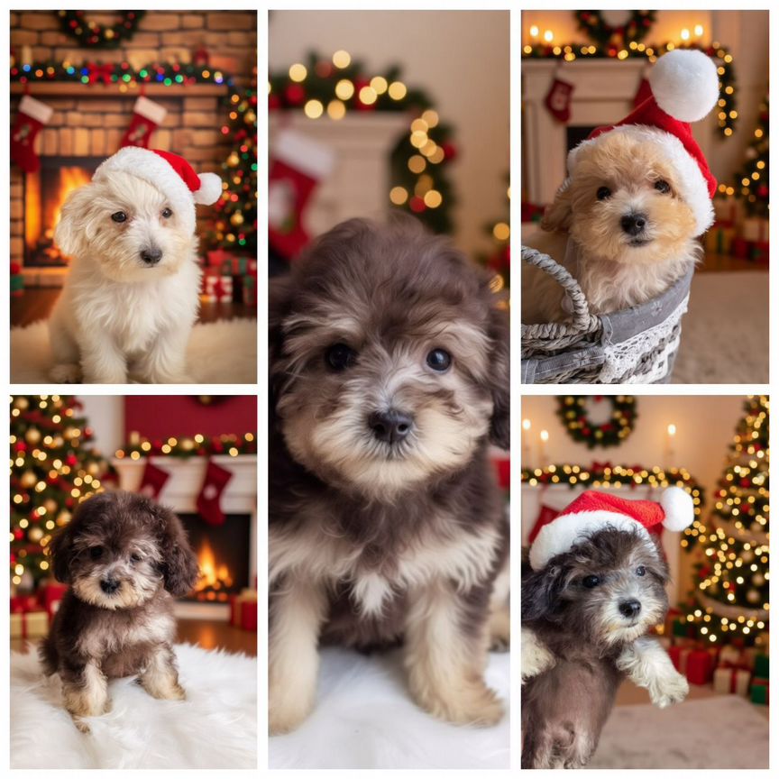 Мальтипу, щенок