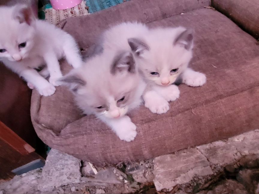 Кошки