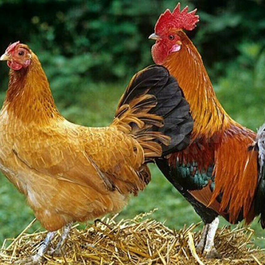 Семья кучинской юбилейной 1 4