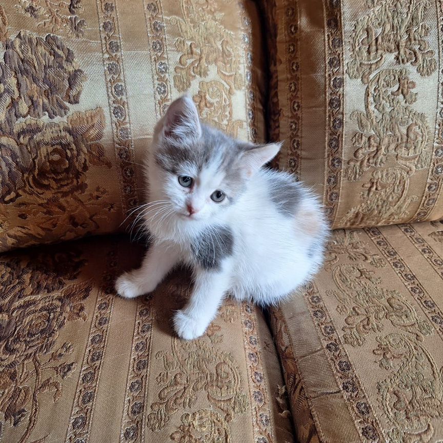 Сибирские котята