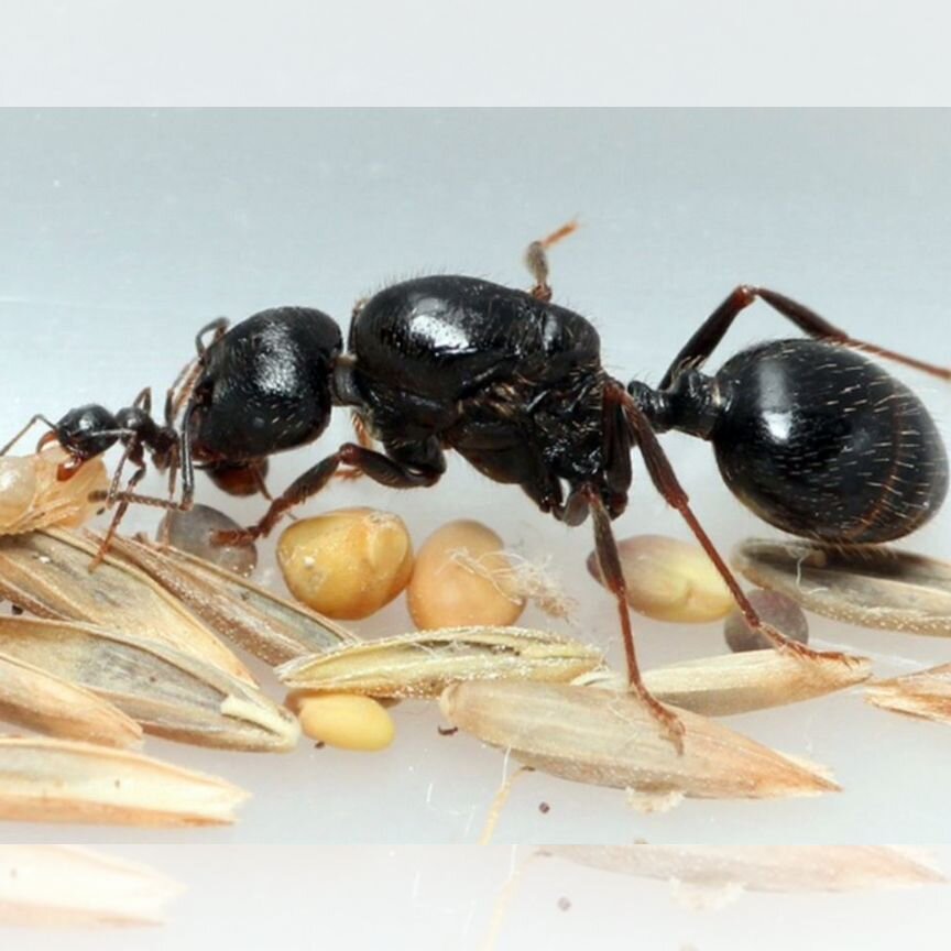 Муравьи жнецы для фермы