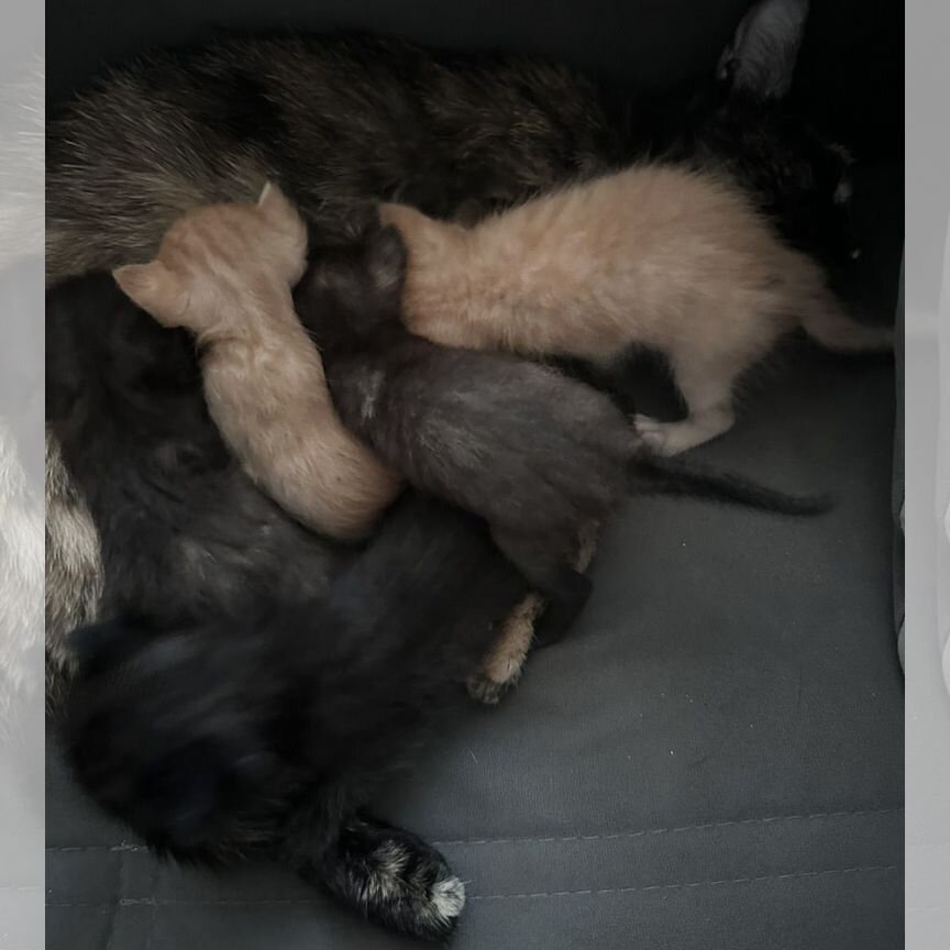 Котята в добрые руки