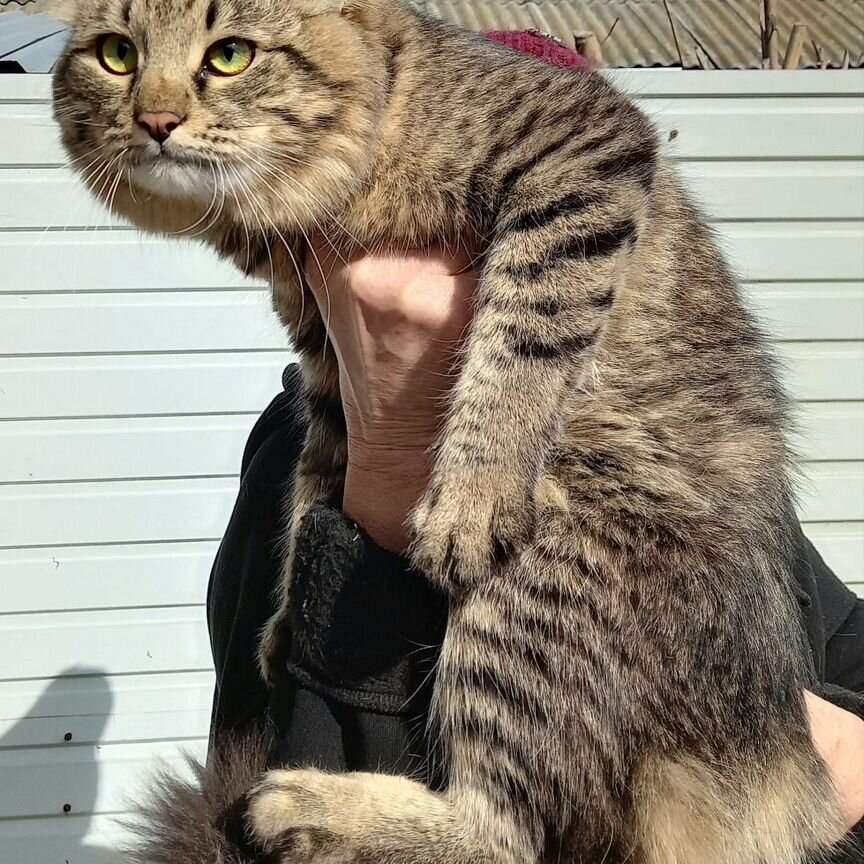 Кот,потеряшка