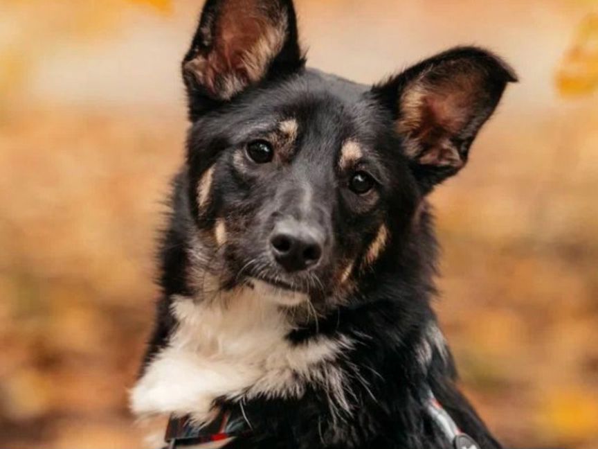 Собака в добрые руки