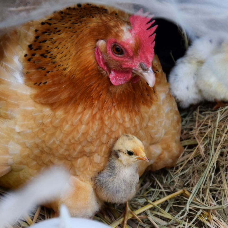 Продам клушку с цыплятами