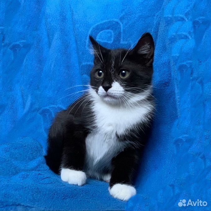 Бантик. котенок 2,5 мес.мальчик в добрые руки