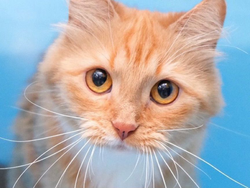 Кошечка-пушинка