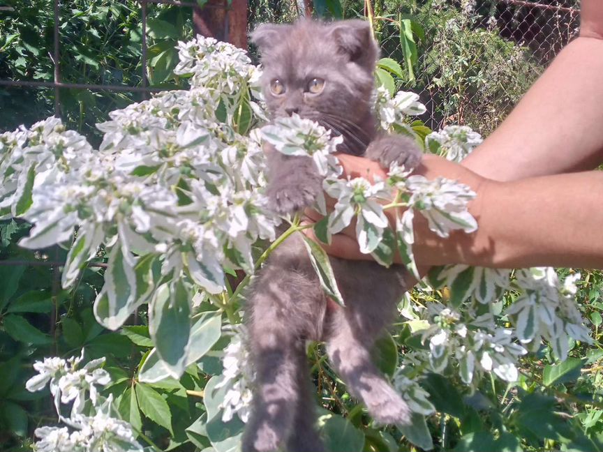 Шотландский вислоухий котик