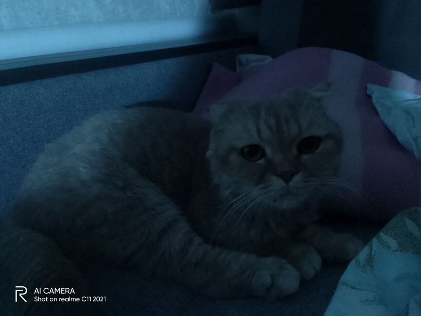 Вислоухая девочка, отдам в добрые руки