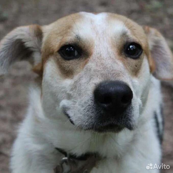 Пират в добрые руки