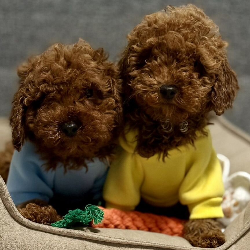 Той-пудель, щенок