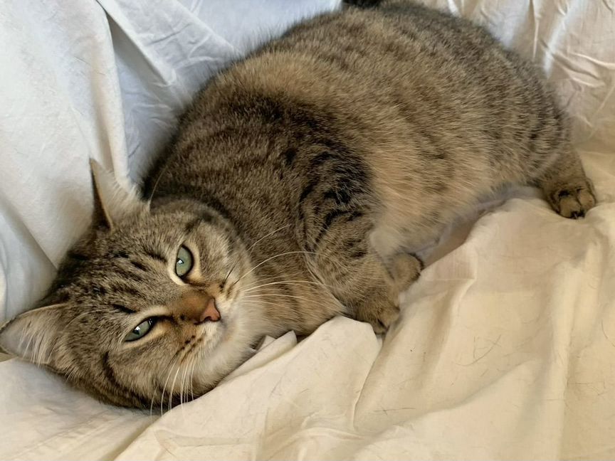 Булочка ищет дом