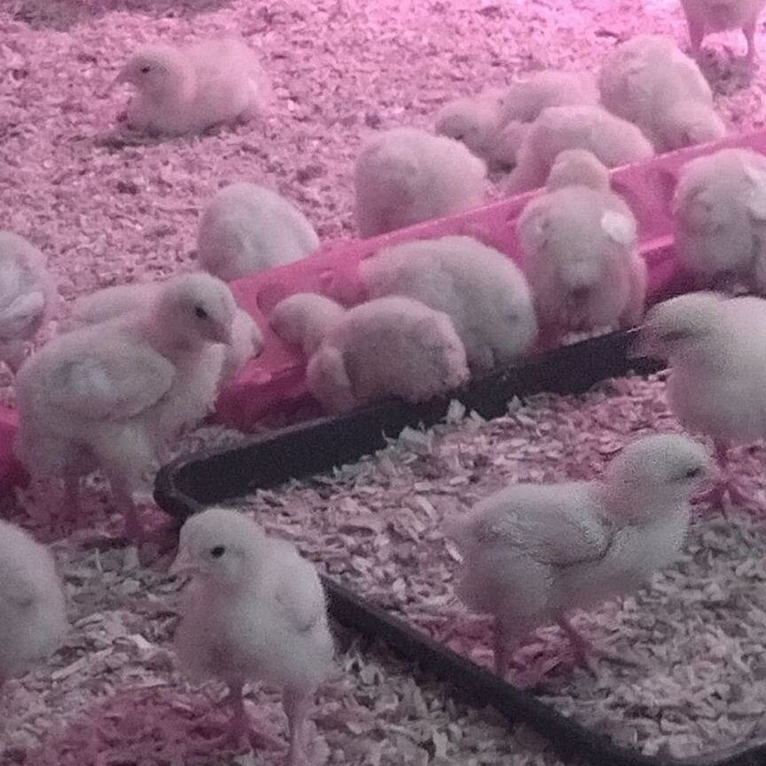 Подрощенные цыплята бройлера