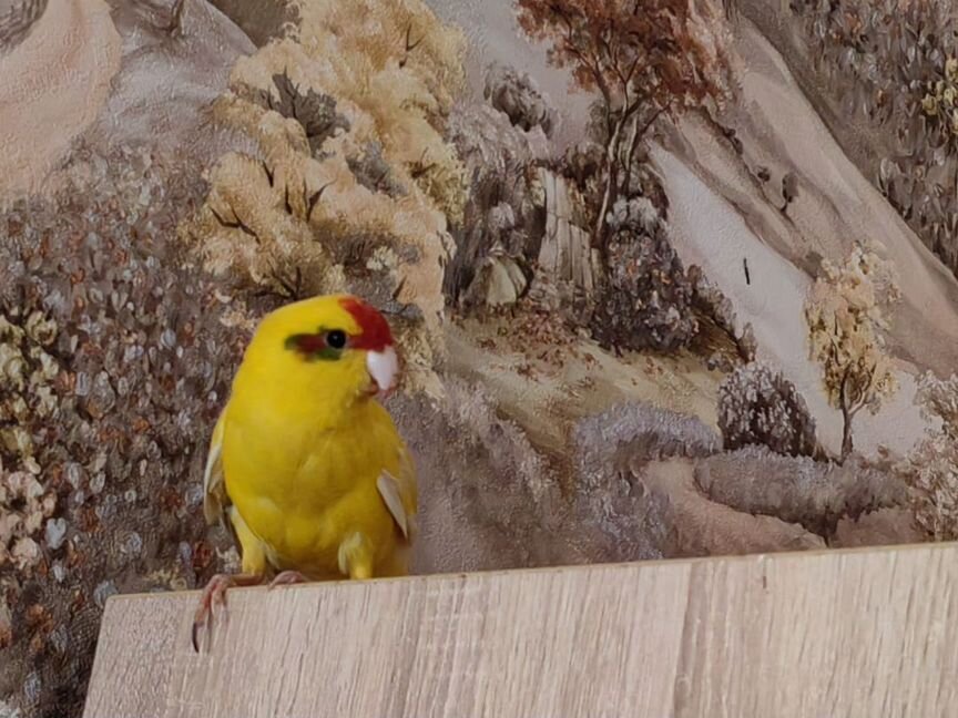 Попугай какарик