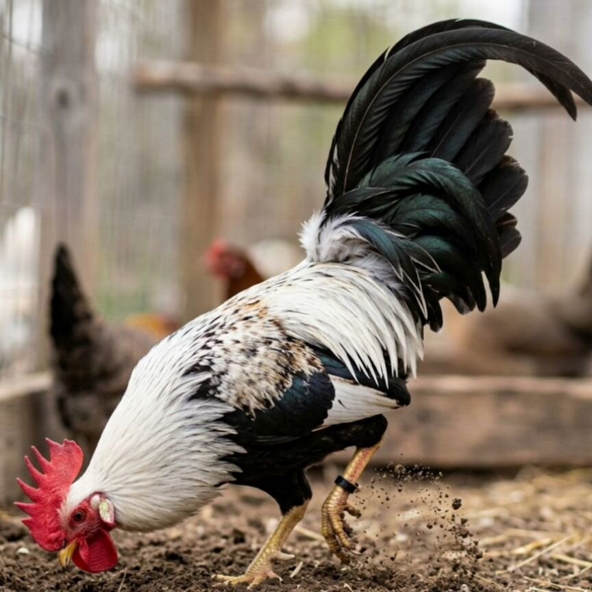 Петухи породистые, здоровые с гарантией