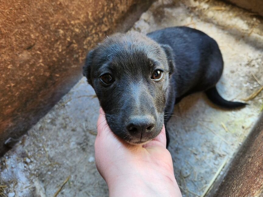 Щенки в добрые руки