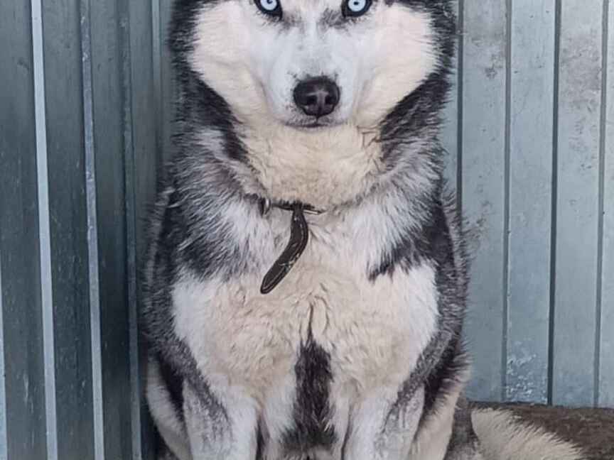 Хаски в отлове Мадьянкина