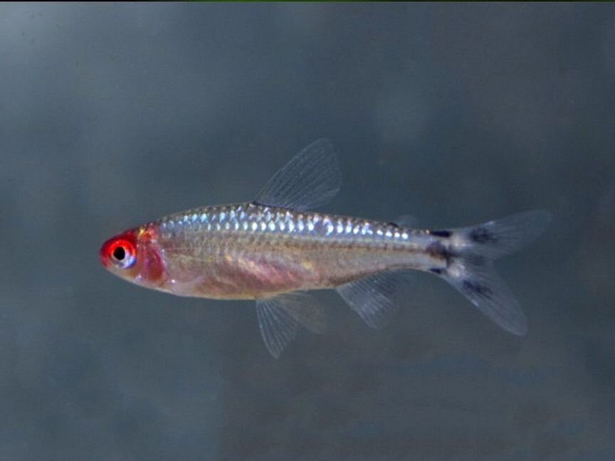 Родостомус платина (Hemigrammus Rhodostomus Plati