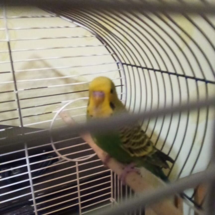 Продам волнистого попугая с клеткой
