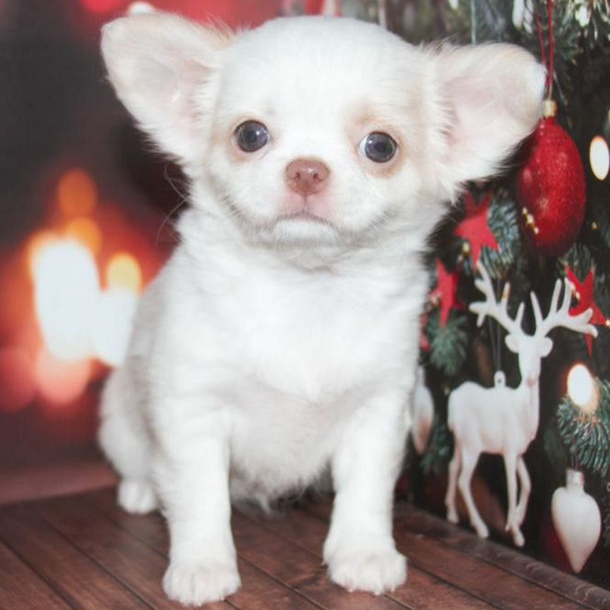 Чихуахуа, щенок