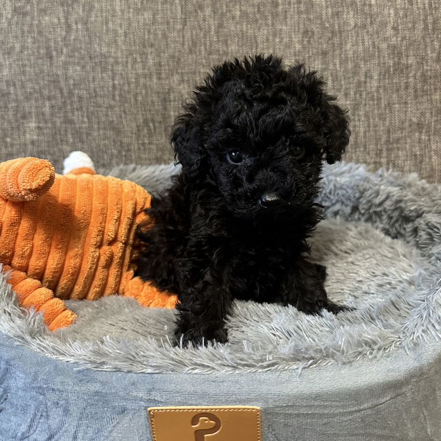 Той-пудель, щенок