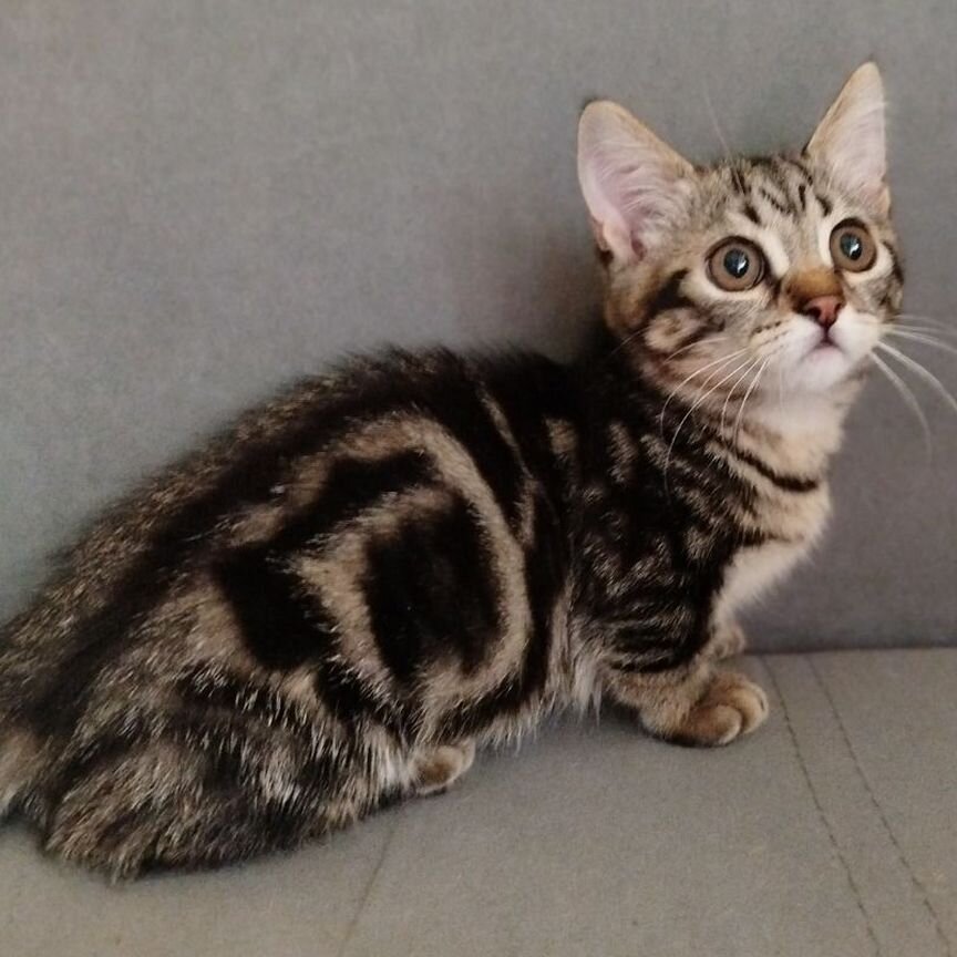 Манчкин котёнок