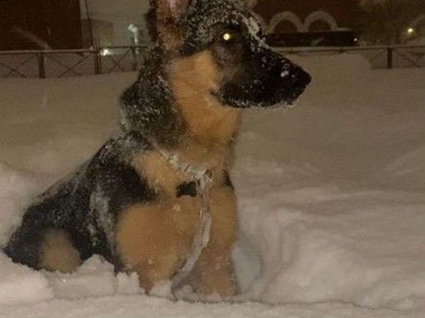 Щенки немецких овчарок