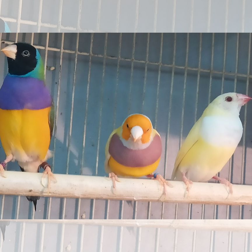 Амадины Гульда