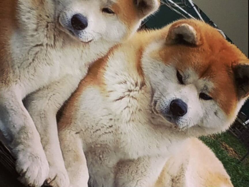 Собаки щенки