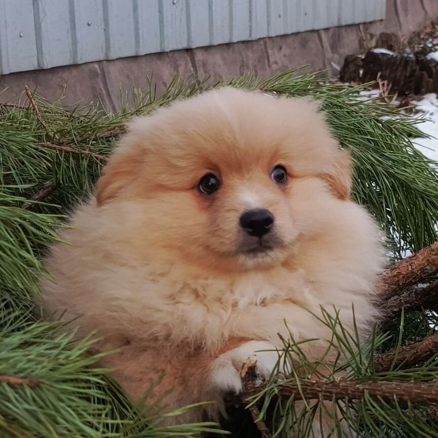 Щенки шпица