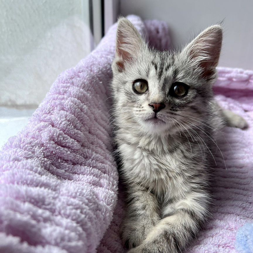 Лежанка для кошек и собак