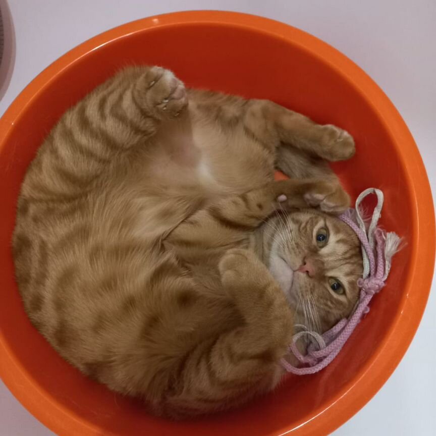 Кот