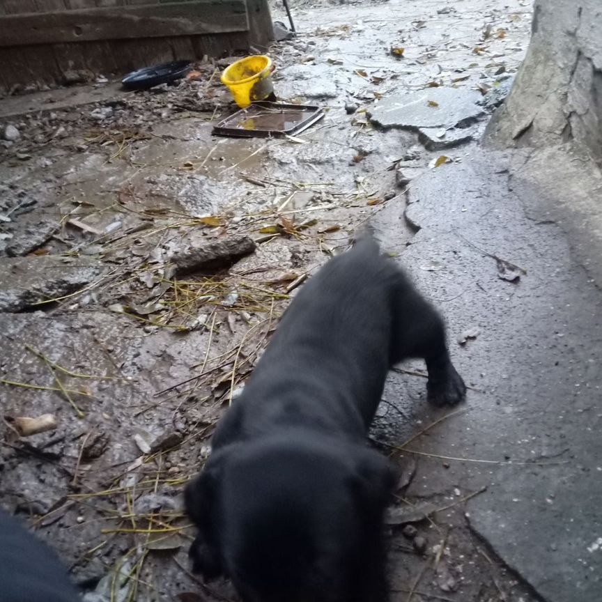 Щенки в добрые руки