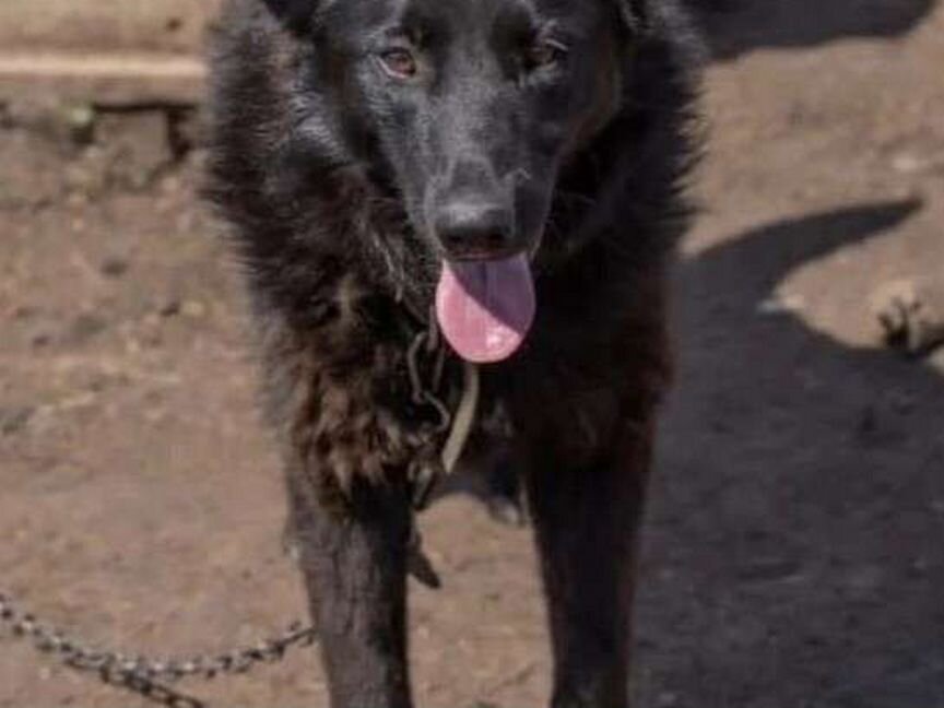 Собаки бесплатно в добрые руки